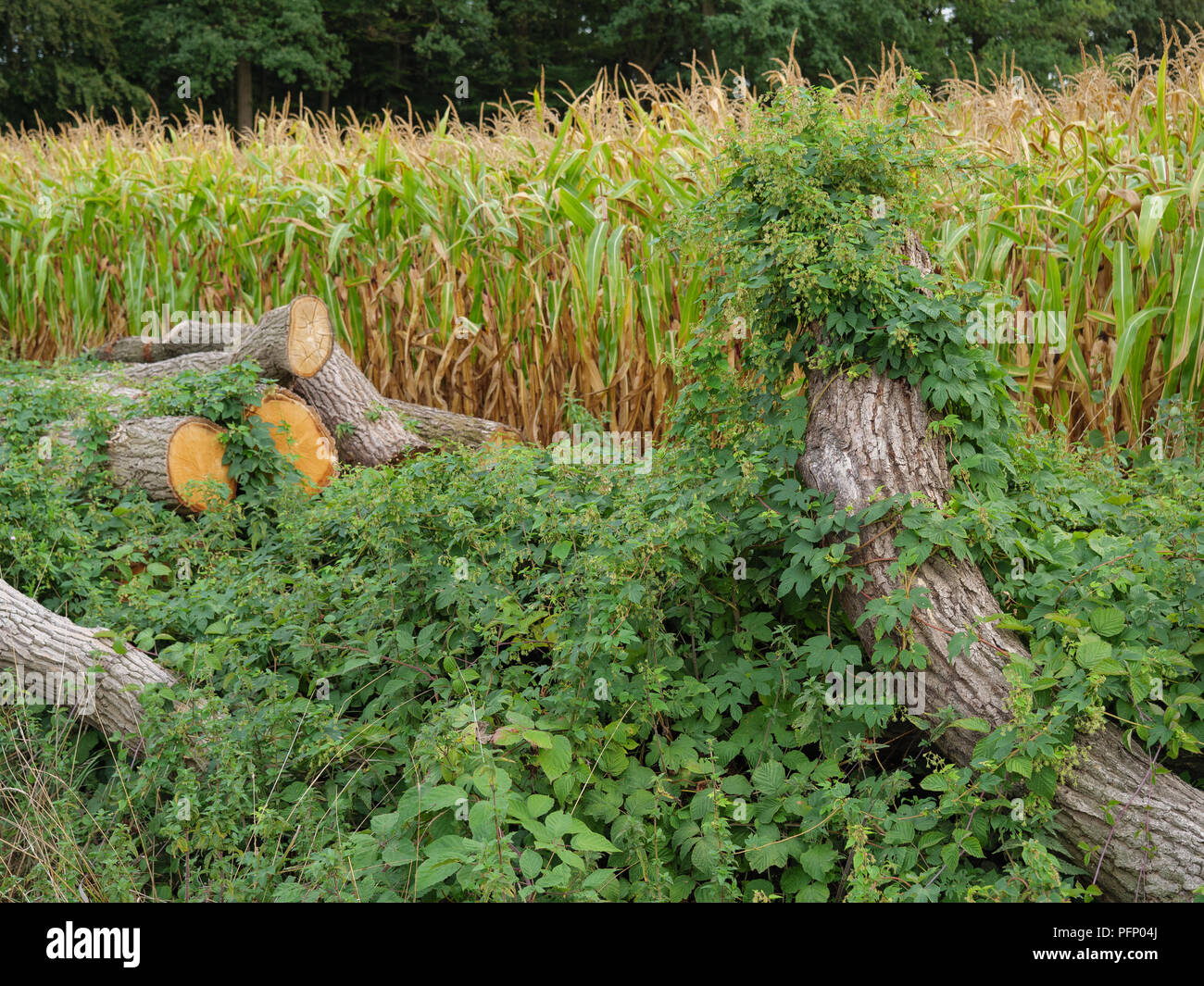 late summer in the german muensterland Stock Photo - Alamy