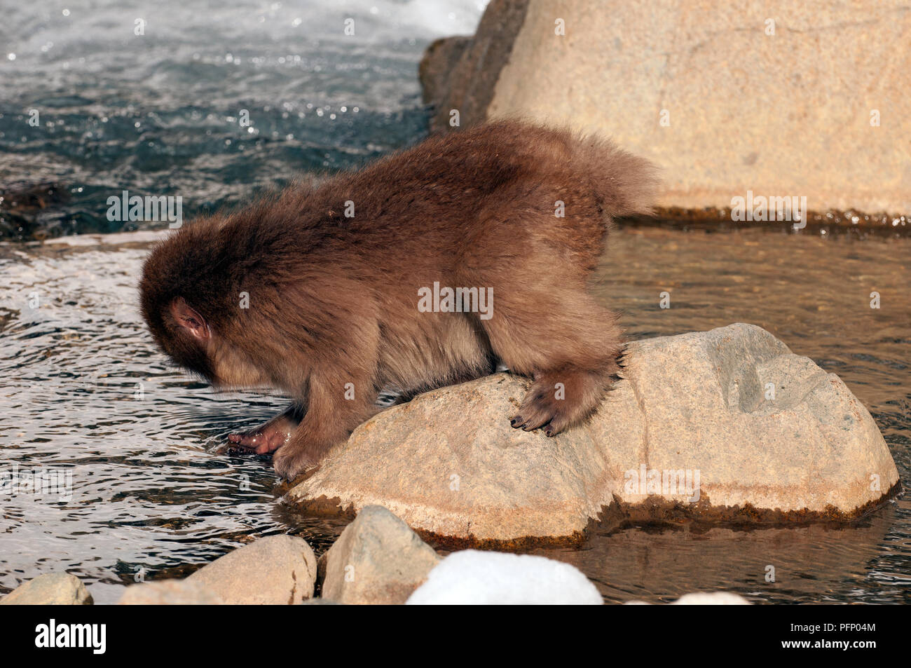 Japanese macaque or snow japanese monkey (Macaca fuscata), young, Japan ...