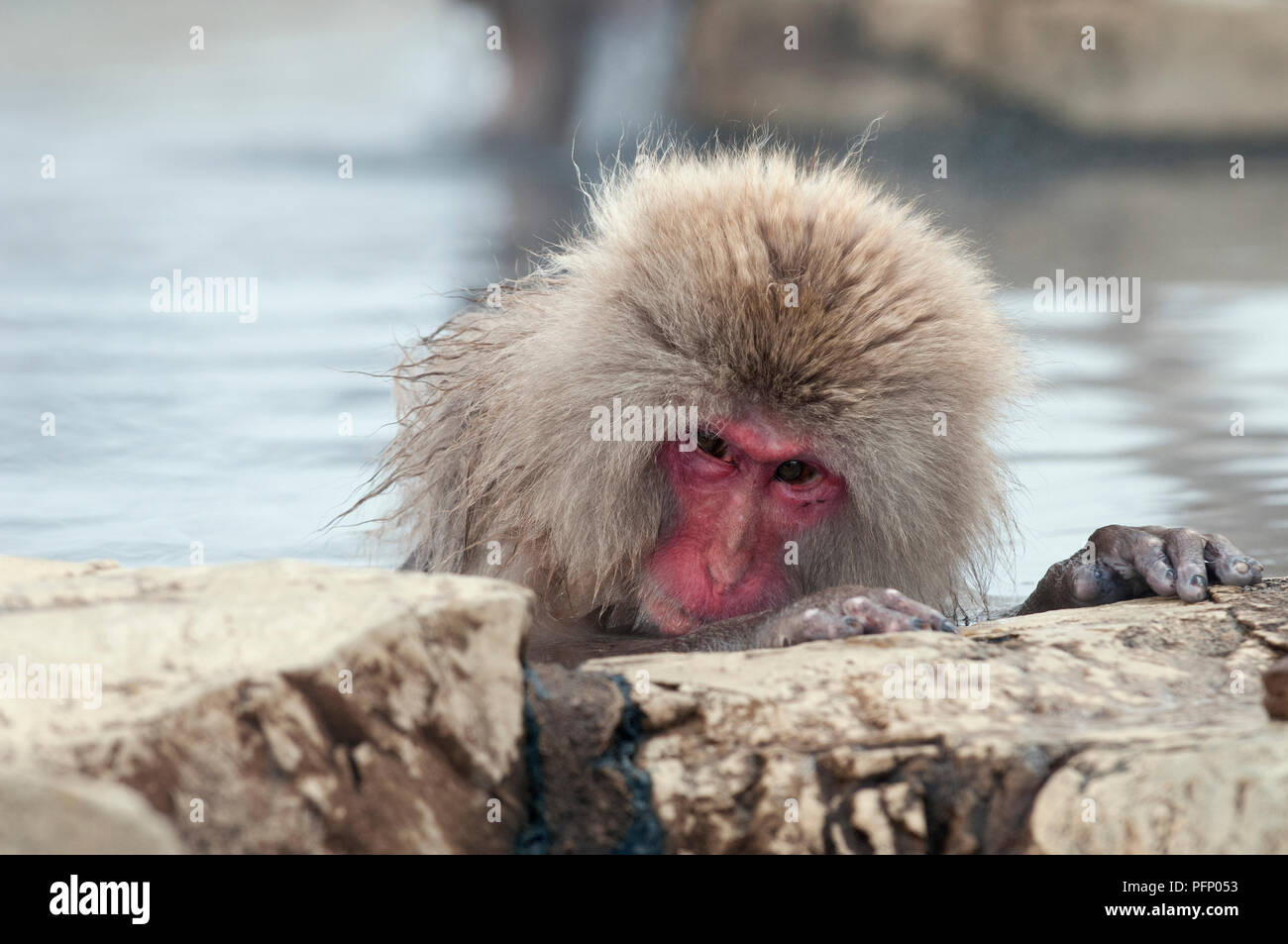 Japanese macaque or snow japanese monkey (Macaca fuscata), portrait ...