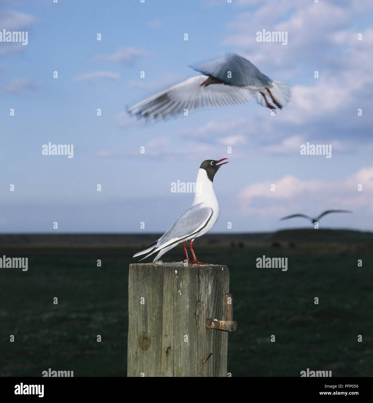 Flying colour hi-res stock photography and images - Alamy