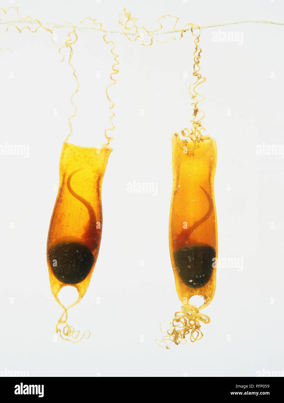 Dogfish embryo hi-res stock photography and images - Alamy