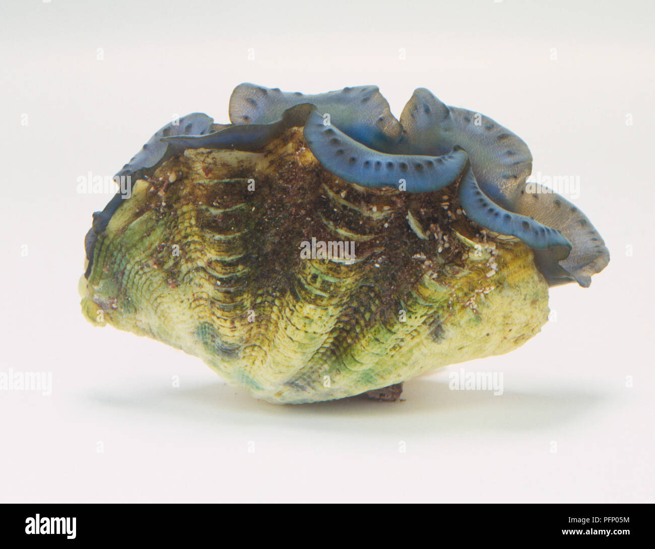 Front view of Giant Blue Clam, Tridacna maxima Stock Photo - Alamy