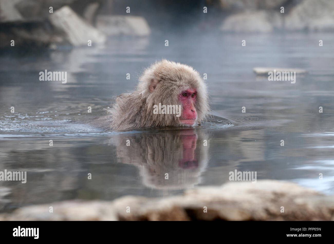Japanese macaque or snow japanese monkey (Macaca fuscata), portrait ...