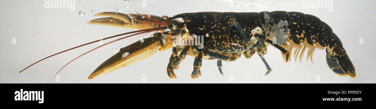 European Lobster (Homarus gammarus), side view Stock Photo - Alamy