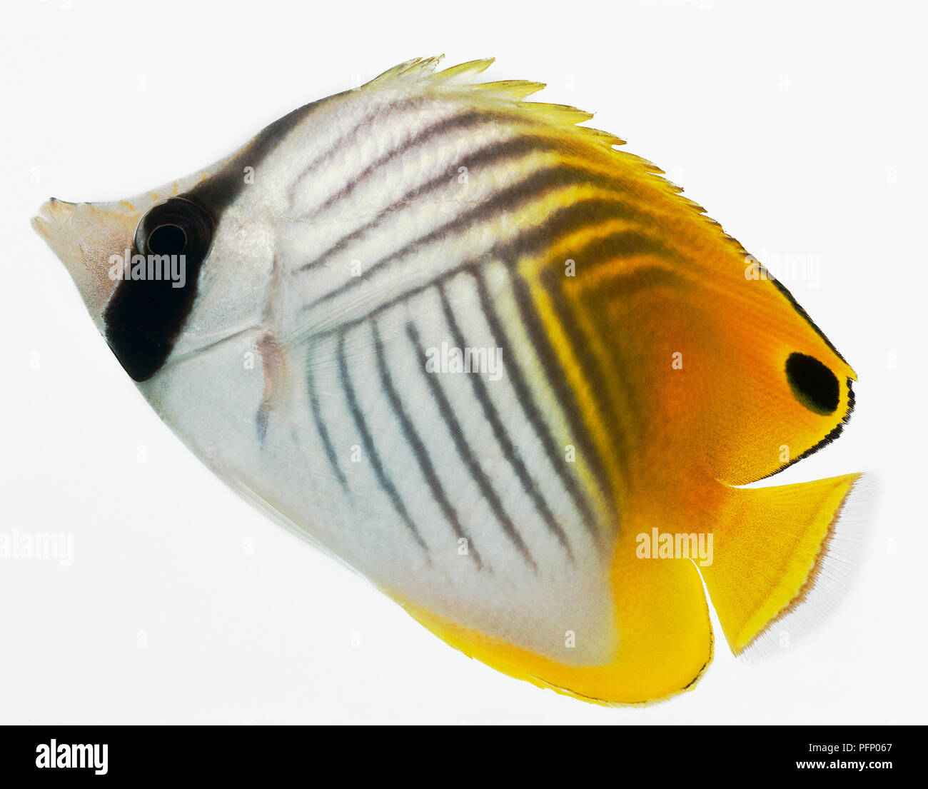 Threadfin Butterfly Fish Stock Photo - Alamy