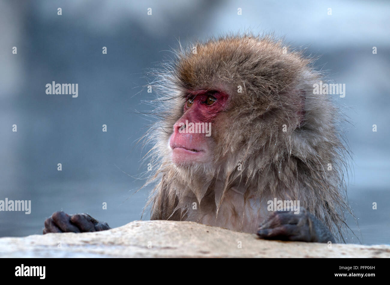 Japanese macaque or snow japanese monkey (Macaca fuscata), portrait ...