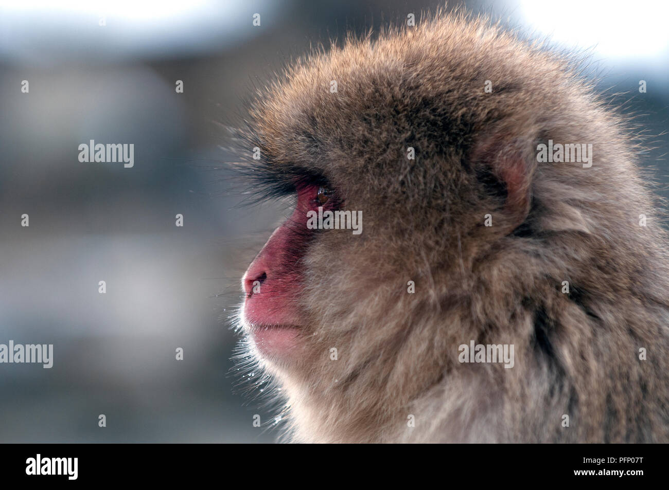 Japanese macaque or snow japanese monkey (Macaca fuscata), portrait ...