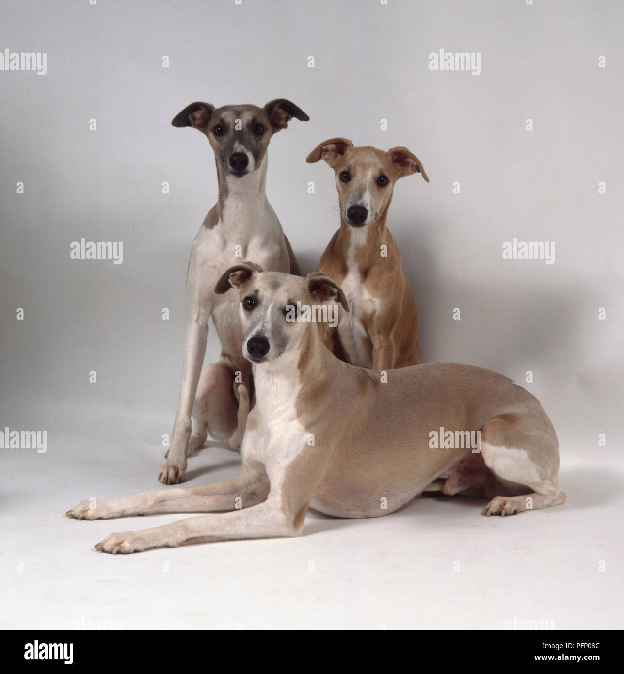 Three lithe gray whippets, two seated and one lying down in front Stock ...