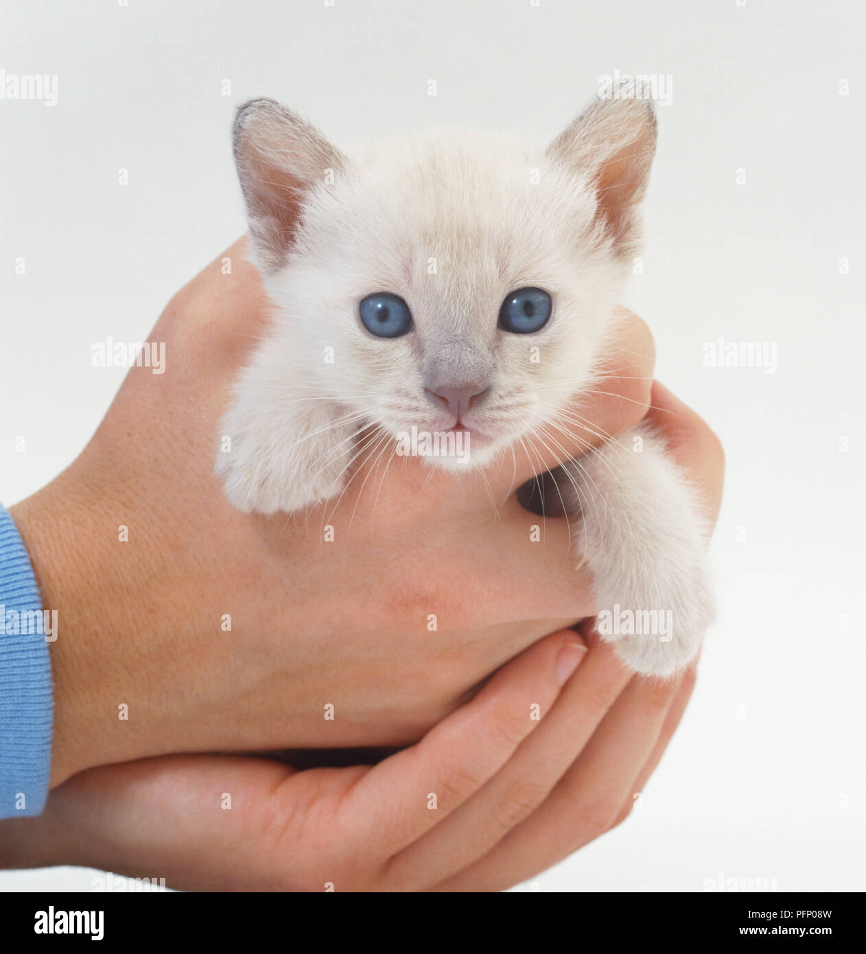 Mans cat hi-res stock photography and images - Alamy
