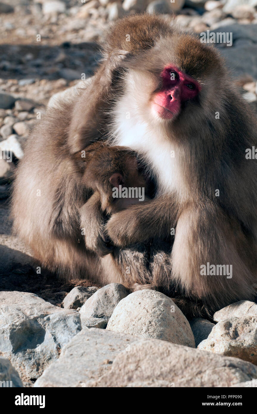 Adult baby snow monkey japan hi-res stock photography and images - Alamy