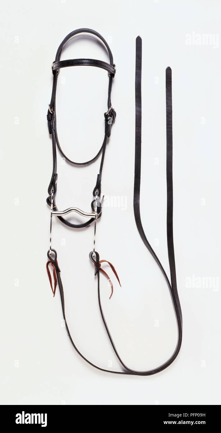 Bridle hi-res stock photography and images - Alamy