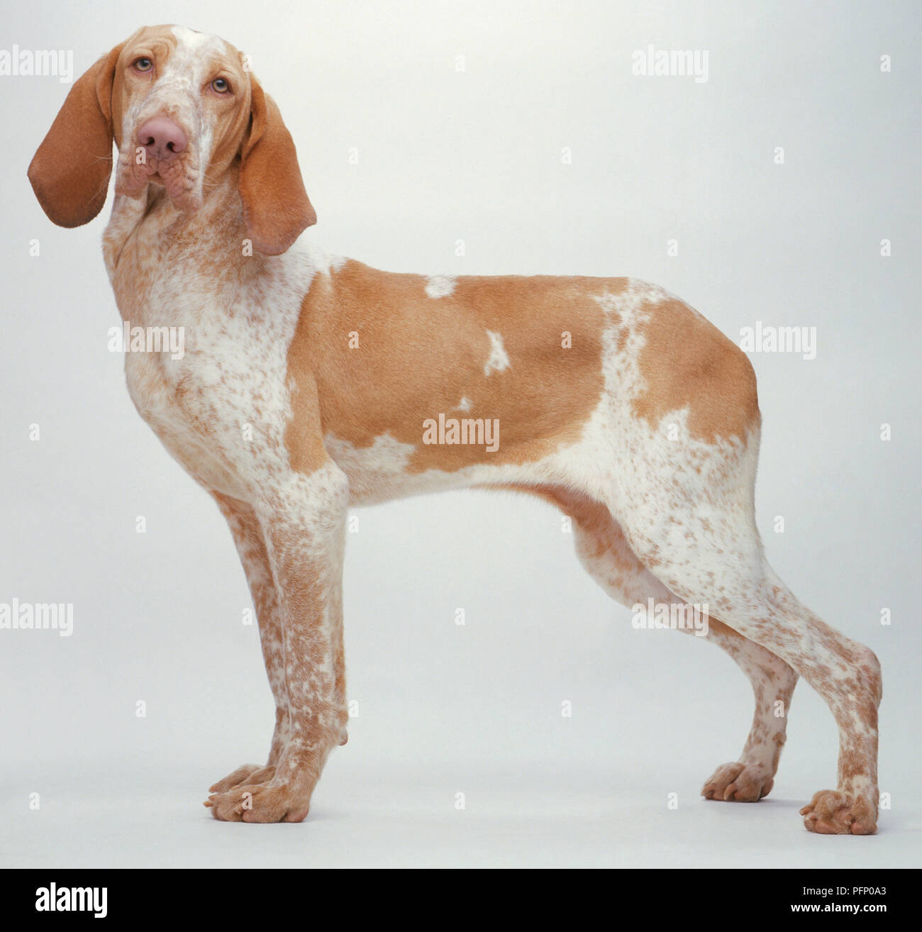 Bracco Italiano or Italian Pointer dog, standing, looking at camera ...
