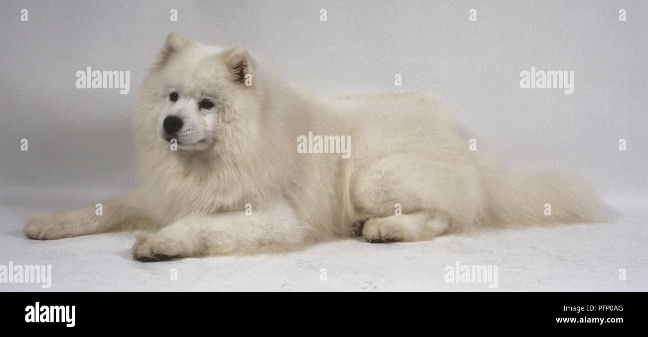 Samoyedskaya hi-res stock photography and images - Alamy