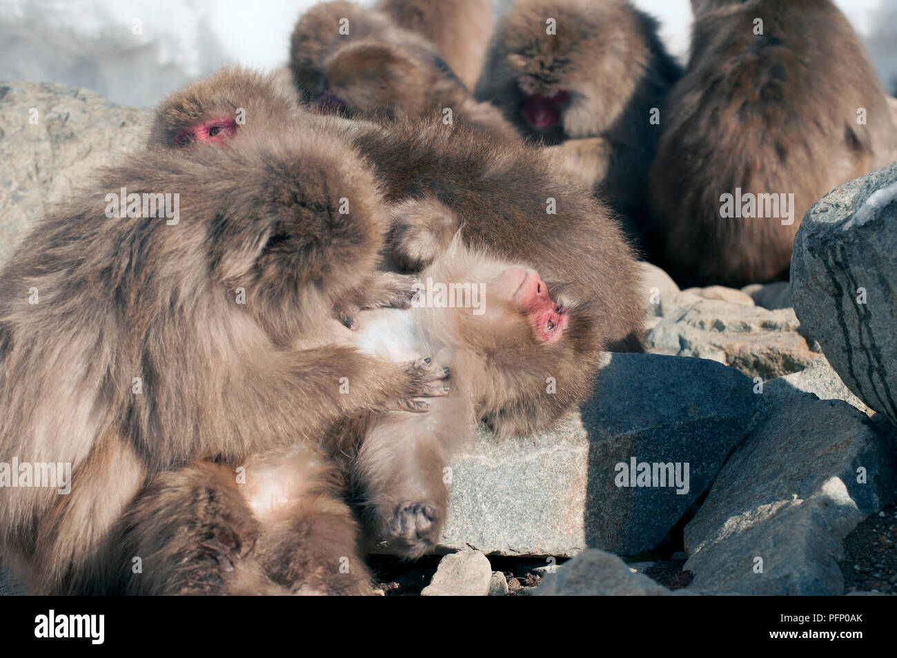 Japanese macaque or snow japanese monkey (Macaca fuscata),Japan Stock ...
