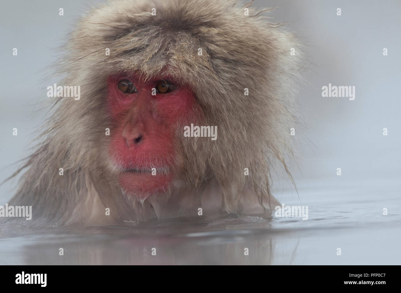 Japanese macaque or snow japanese monkey in onsen (Macaca fuscata ...