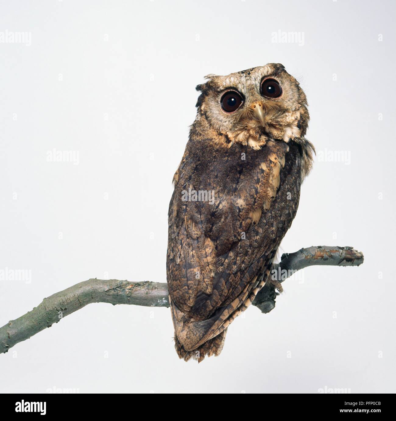 Collared scops owl otus lettia hi-res stock photography and images - Alamy