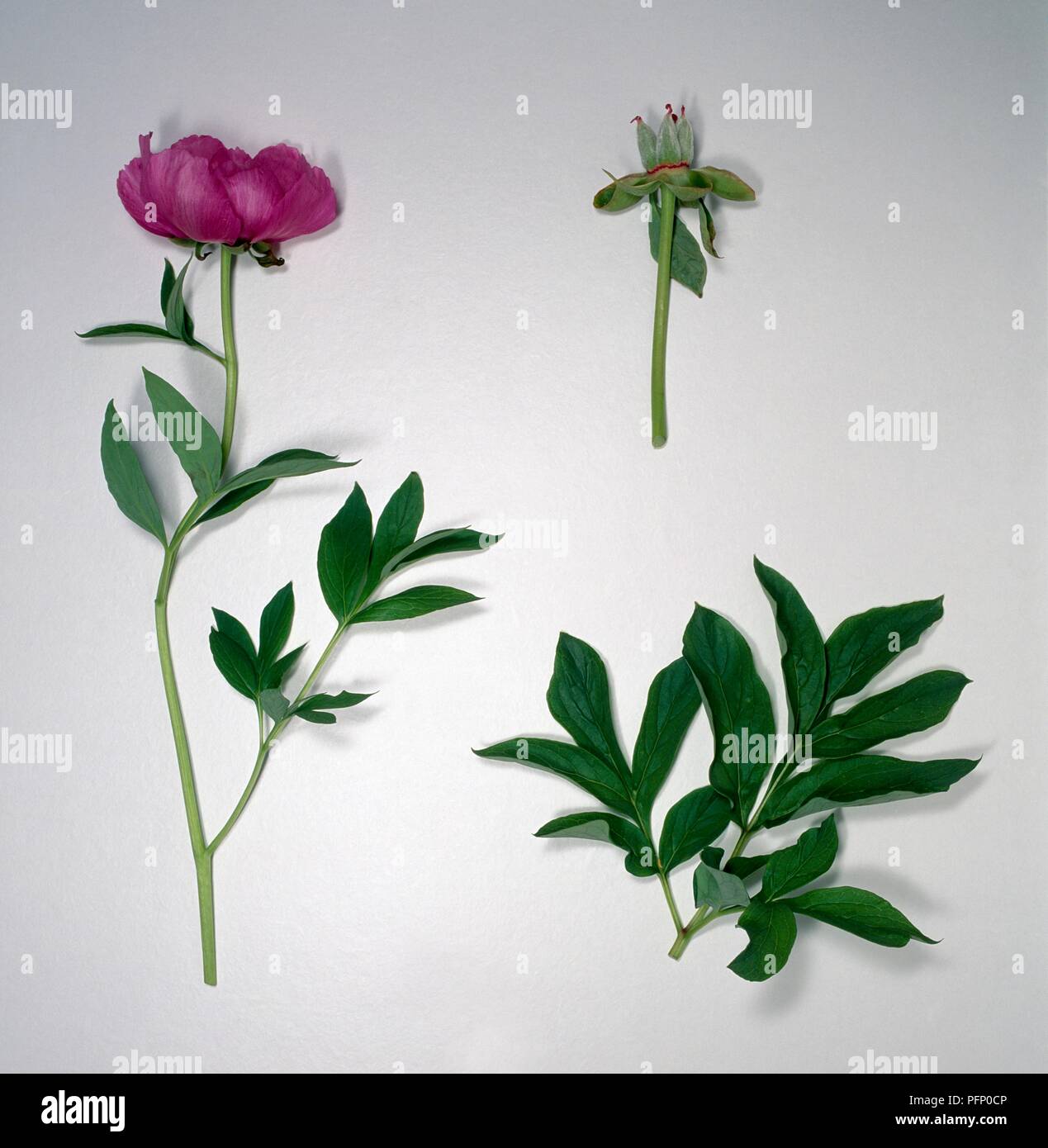 Paeonia pod hi-res stock photography and images - Alamy
