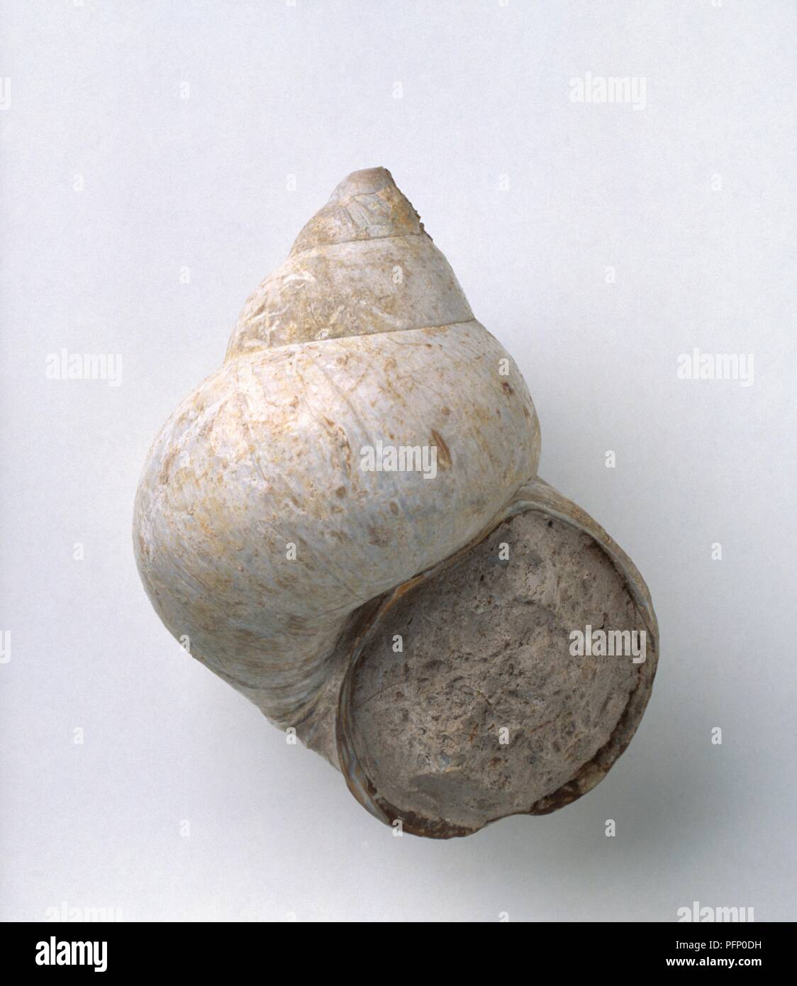 Shell of a Pond snail (Viviparus Stock Photo - Alamy