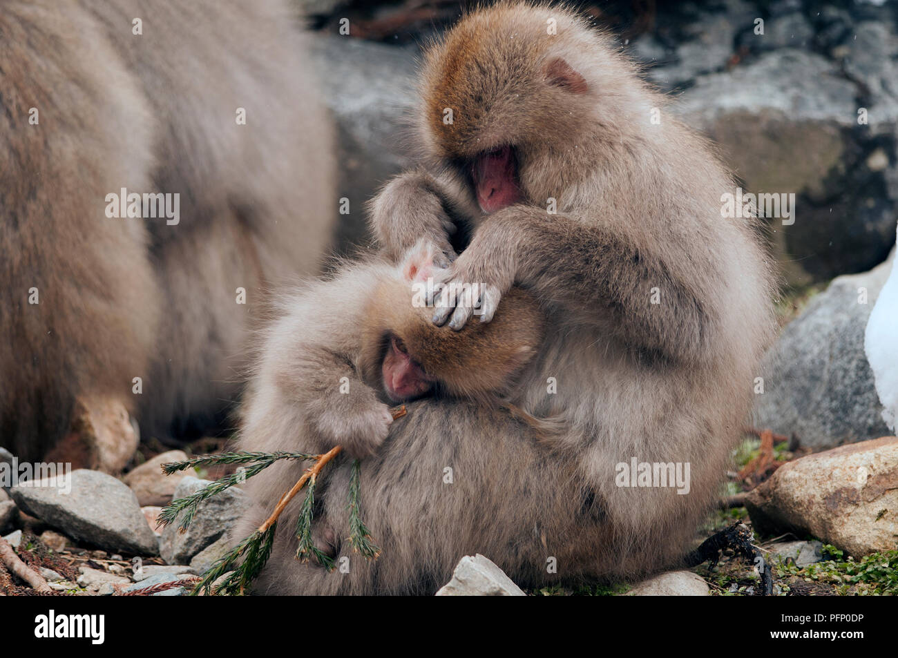 Japanese macaque or snow japanese monkey with baby (Macaca fuscata ...
