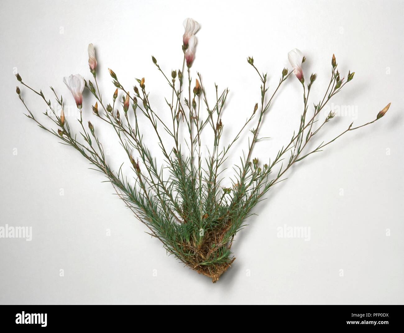 Flax flower stems hi-res stock photography and images - Alamy