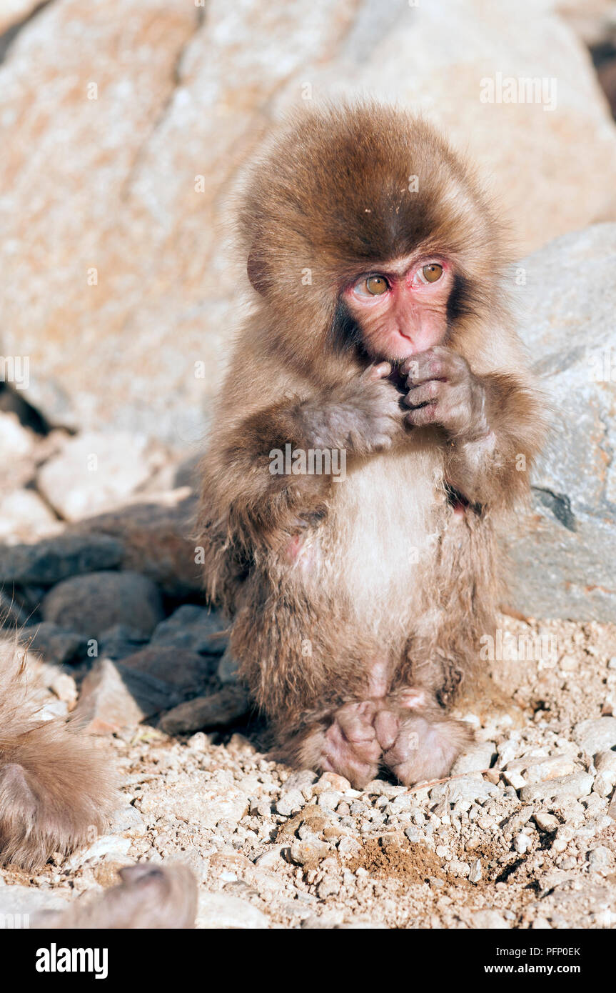 Japanese macaque or snow japanese monkey, baby eating (Macaca fuscata ...
