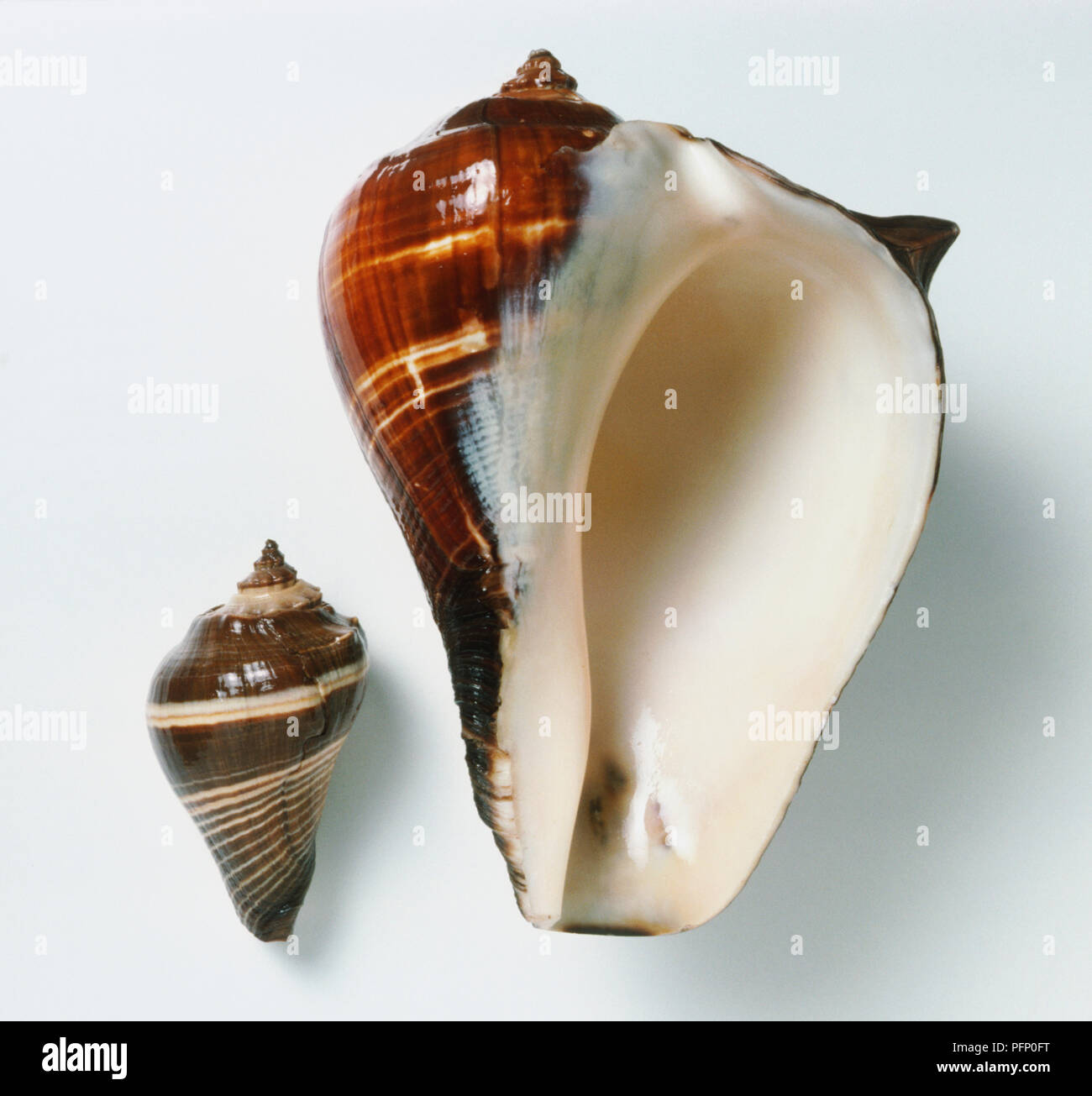 Melongena patula, overhead and underside view of Pacific Crown Conch ...