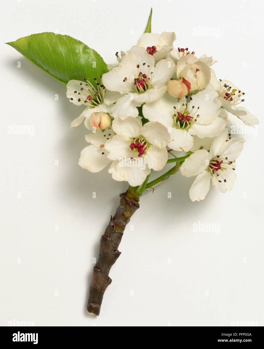 Rosaceae, Pyrus calleryana, dark grey branch tip, glossy ovate leaves ...