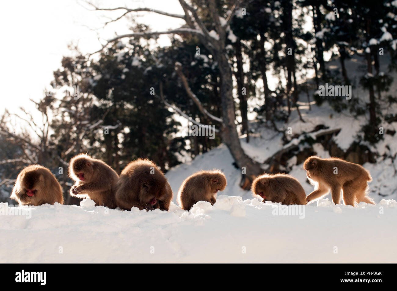 Japanese macaque or snow japanese monkey , group (Macaca fuscata),Japan ...