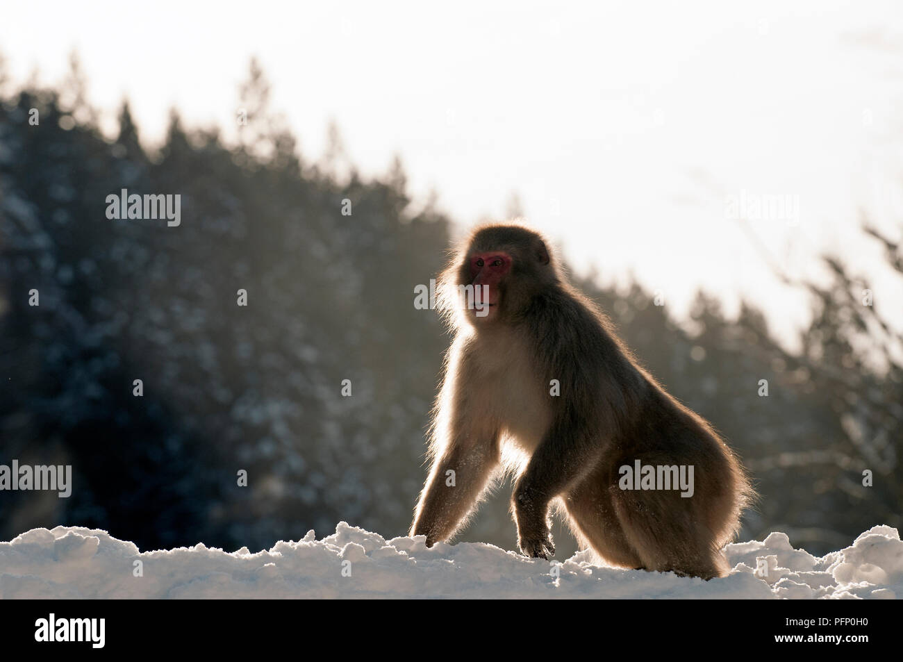 Japanese macaque or snow japanese monkey , in the snow (Macaca fuscata ...