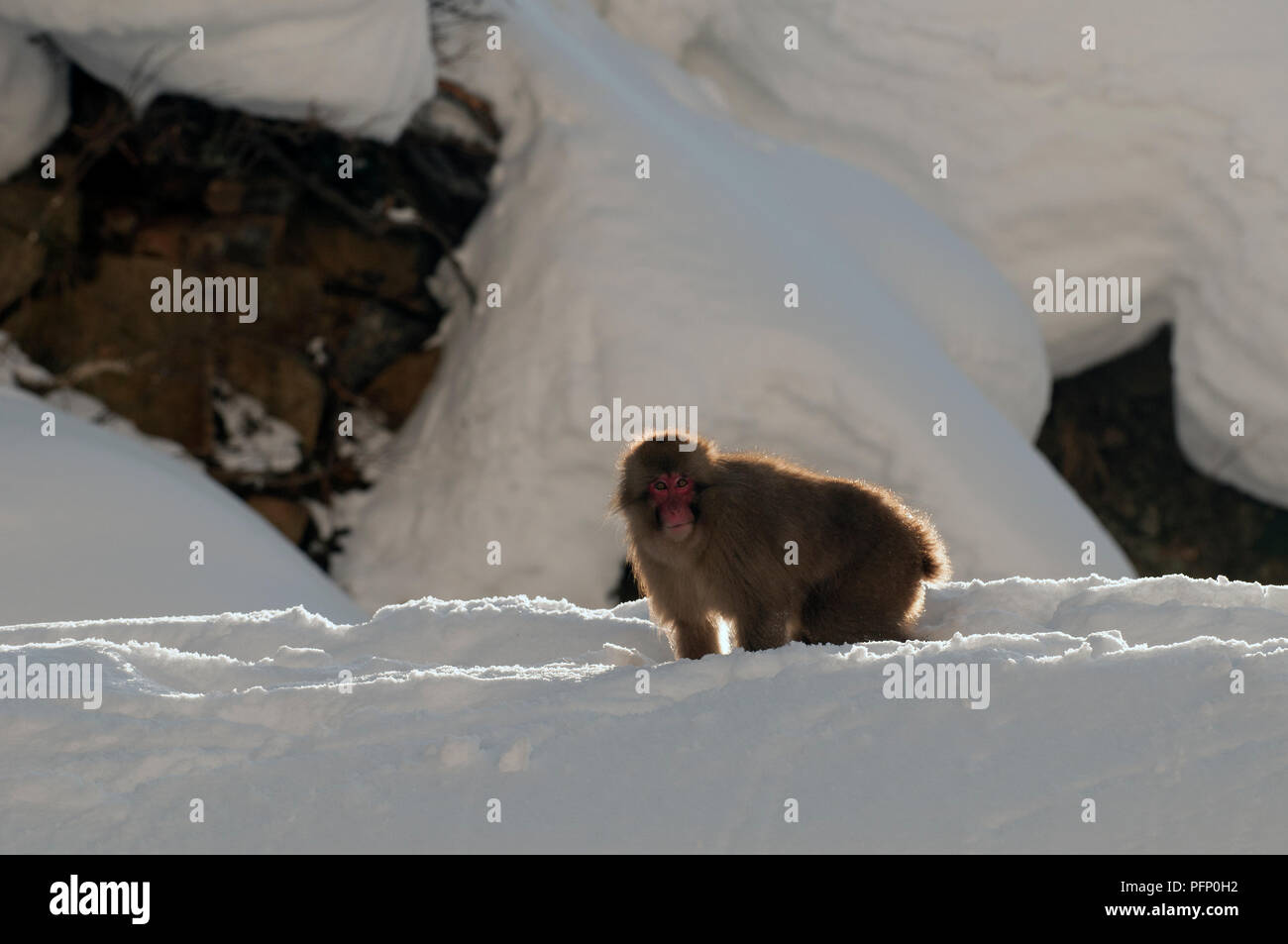 Japanese macaque or snow japanese monkey , in the snow (Macaca fuscata ...