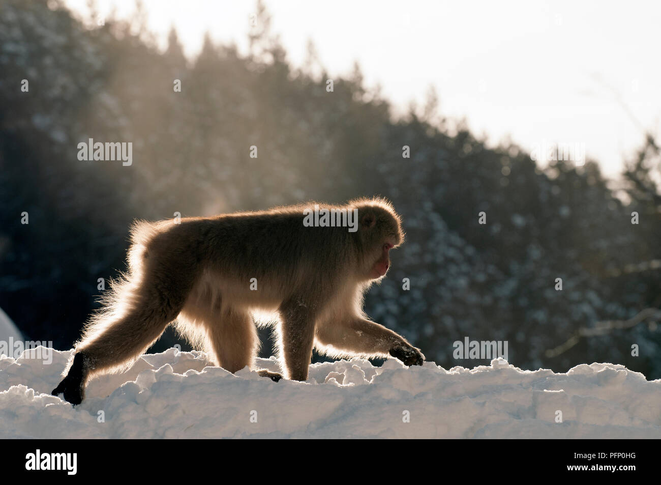 Japanese macaque or snow japanese monkey , in the snow (Macaca fuscata ...