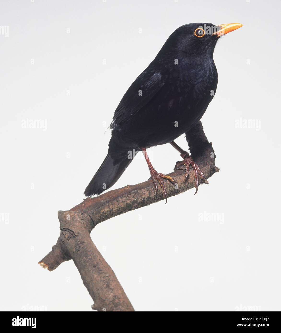 Black and white blackbird hi-res stock photography and images - Alamy