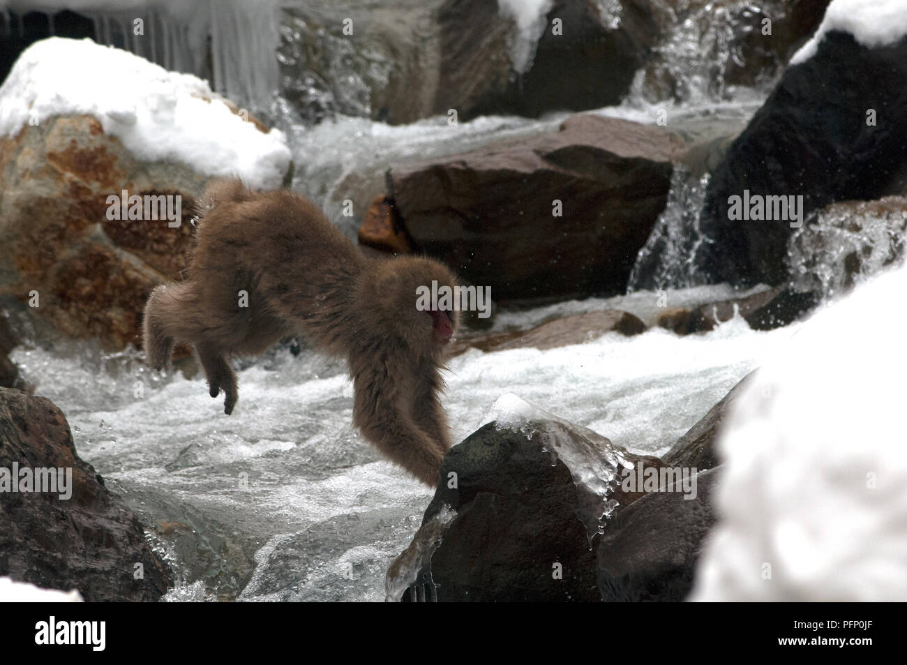 Japanese macaque or snow japanese monkey , jumping the river (Macaca ...