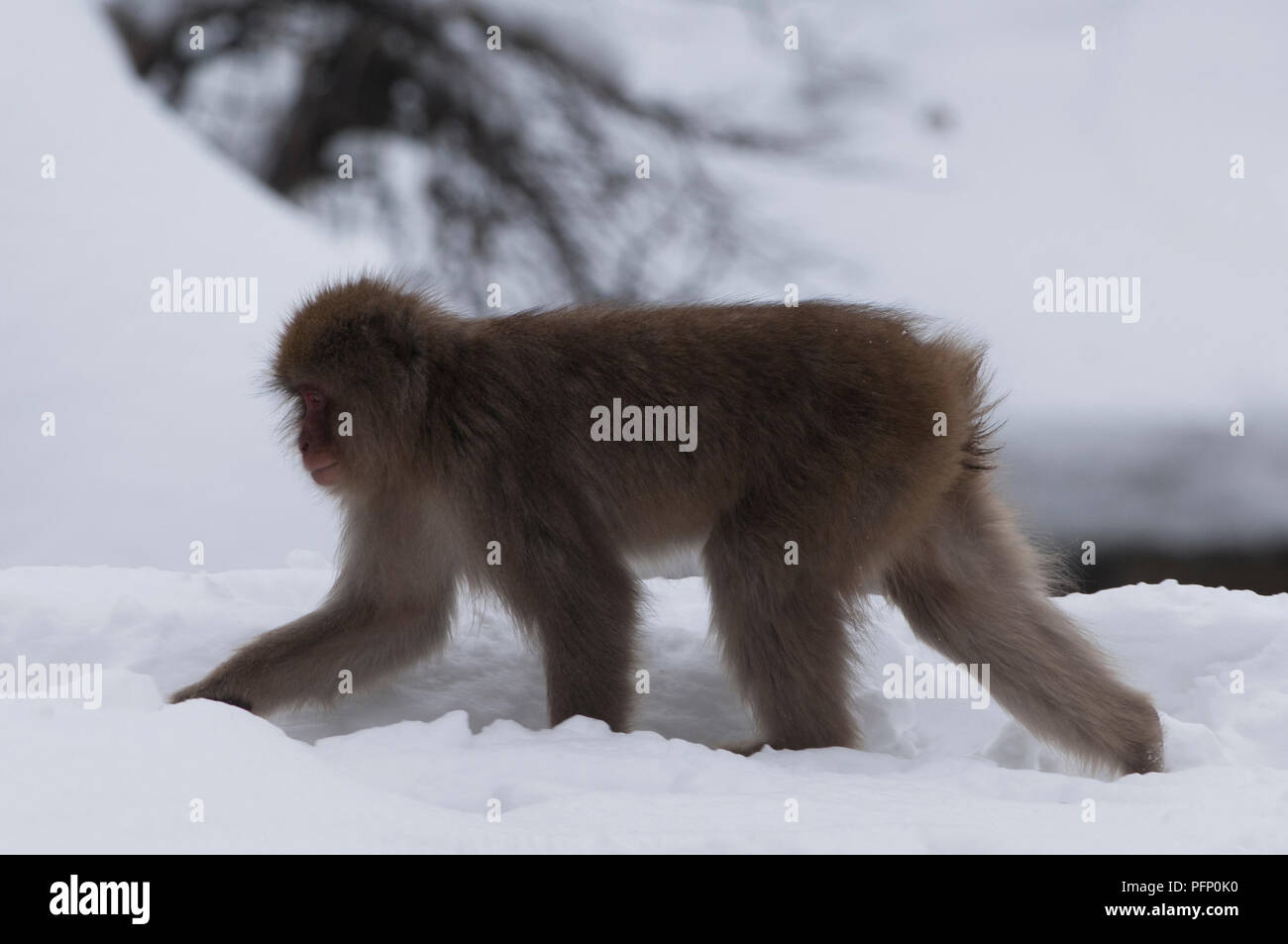 Japanese macaque or snow japanese monkey (Macaca fuscata),Japan Stock ...