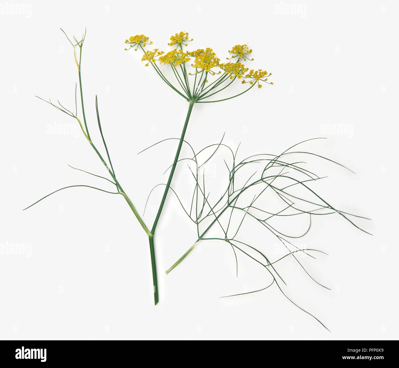 Foeniculum vulgare (Fennel), stem with thin, feathery leaves and umbels ...
