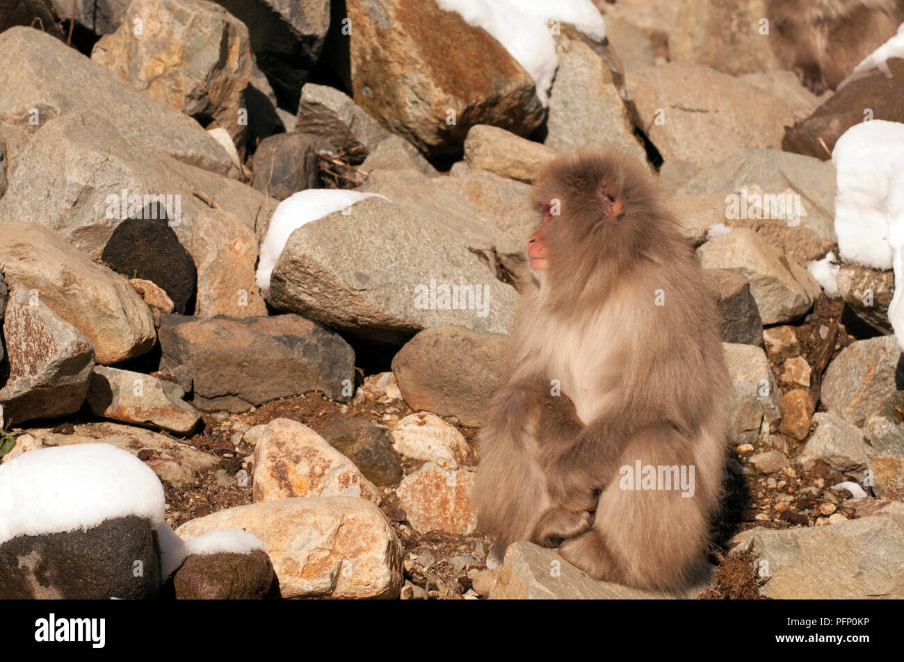 Japanese macaque or snow japanese monkey (Macaca fuscata),Japan Stock ...