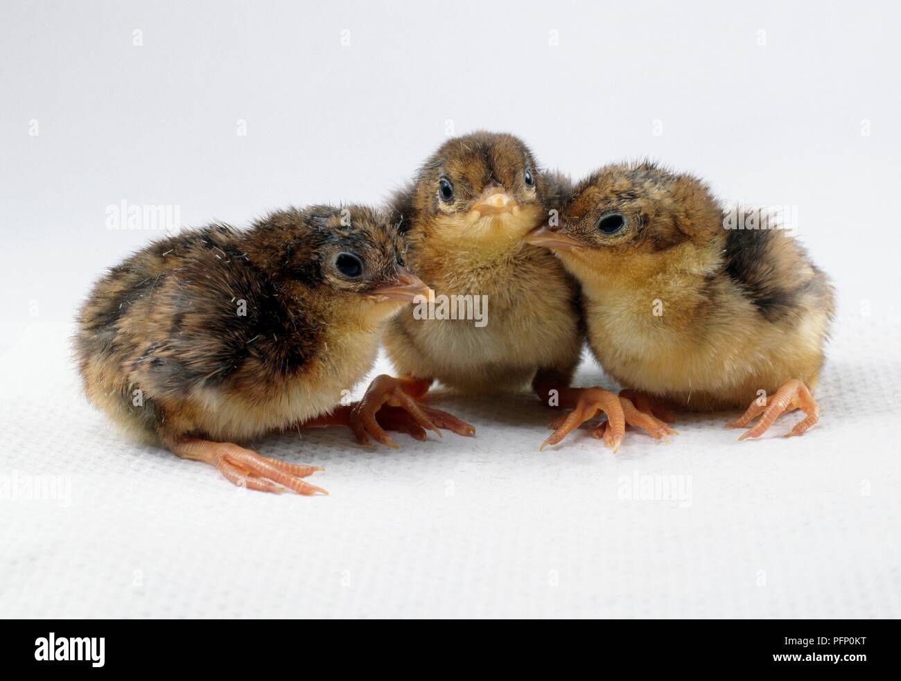 Baby Golden Pheasants