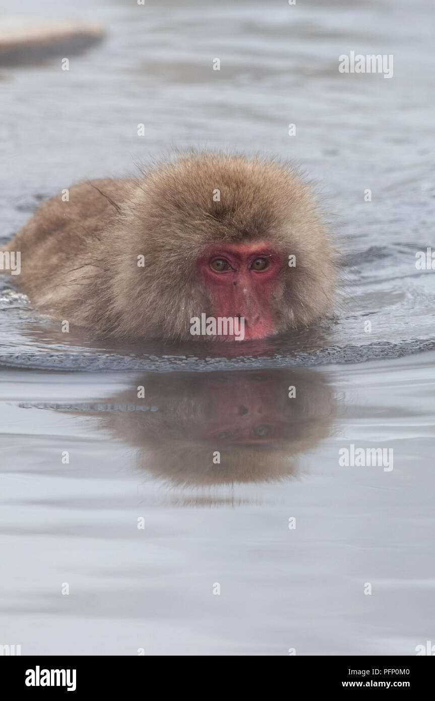Japanese macaque or snow japanese monkey (Macaca fuscata),Japan Stock ...