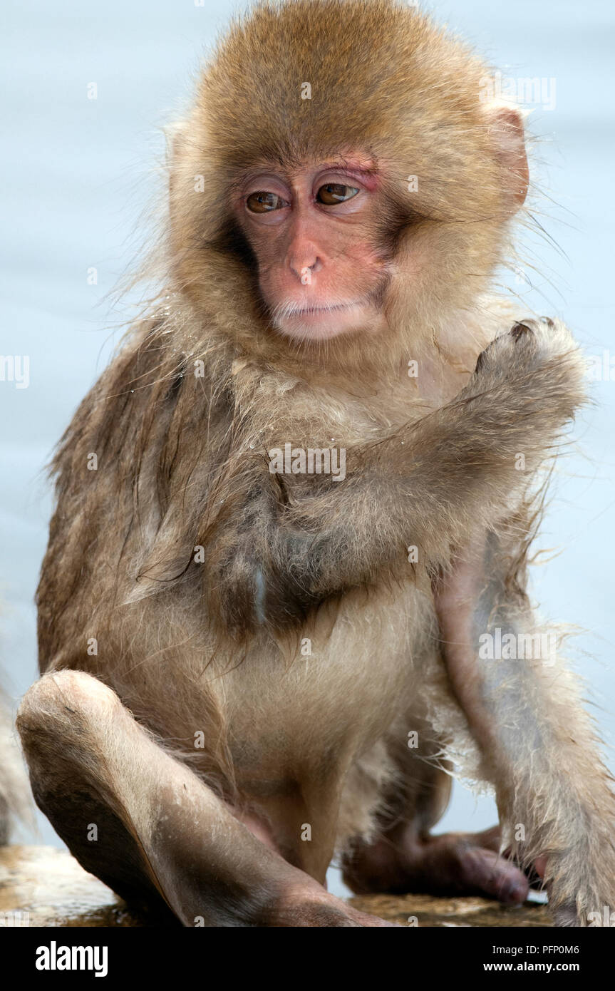 Japanese macaque or snow japanese monkey, young (Macaca fuscata),Japan ...