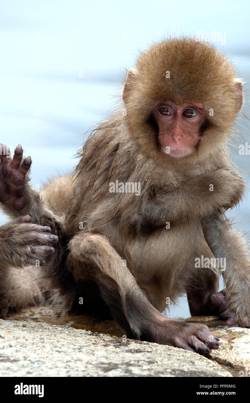 Japanese macaque or snow japanese monkey, young (Macaca fuscata),Japan ...
