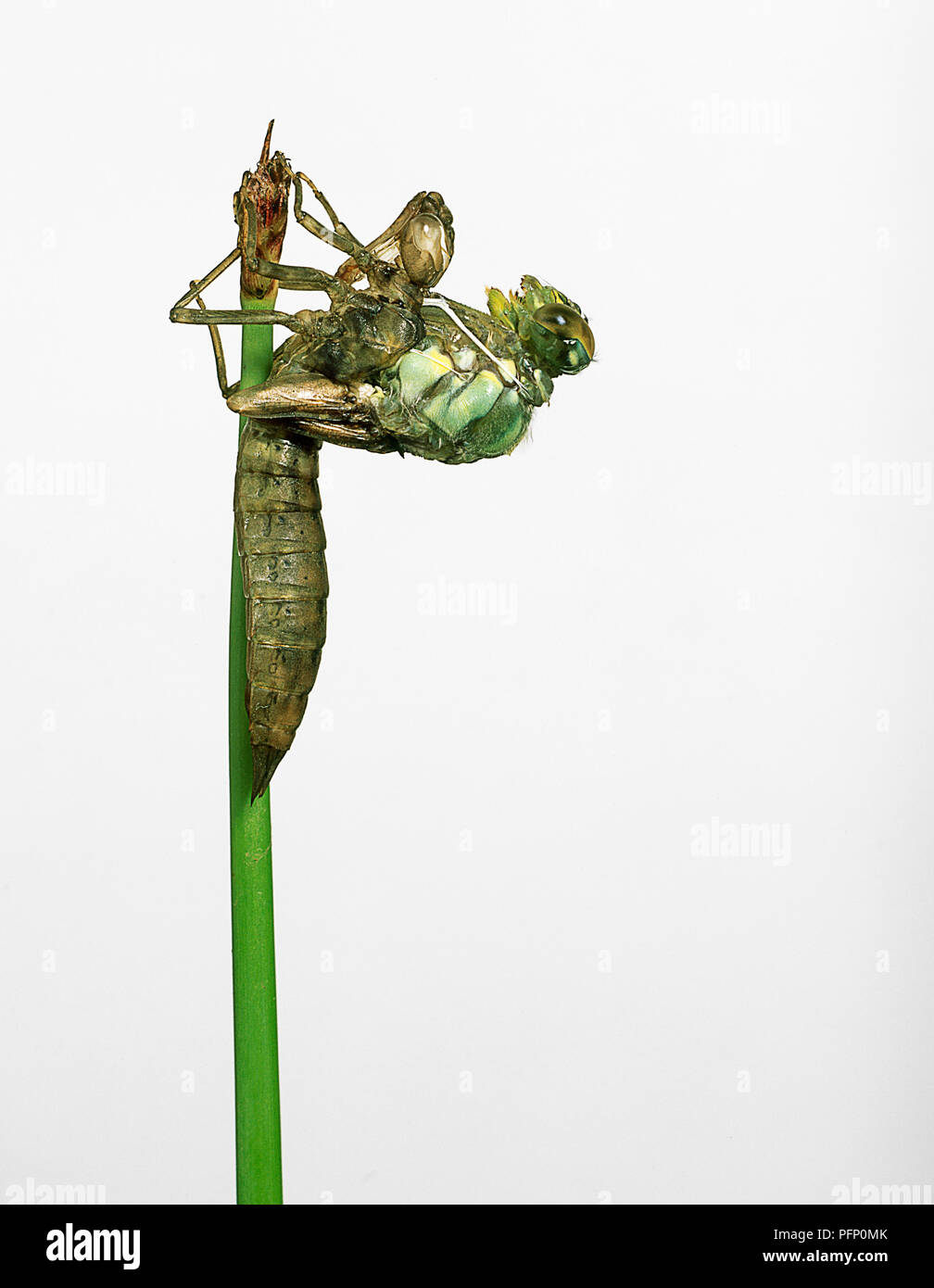 Adult dragonfly emerging from nymph skin Stock Photo - Alamy