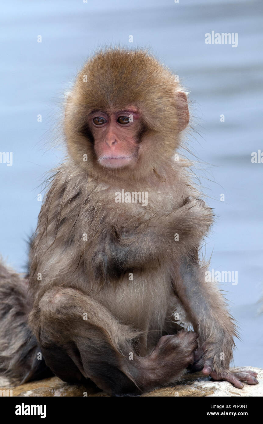 Japanese macaque or snow japanese monkey, young (Macaca fuscata),Japan ...