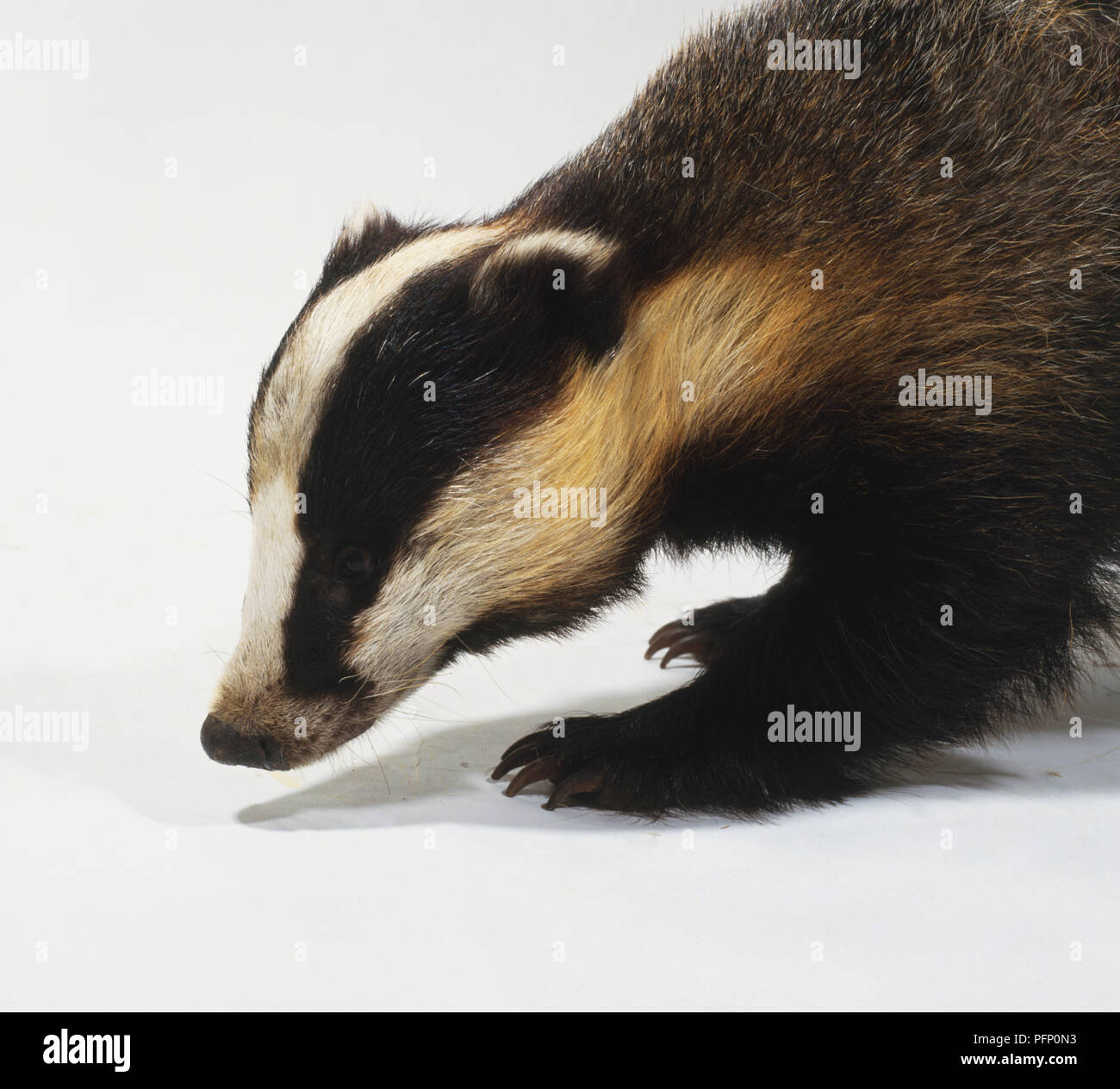 Head of Eurasian Badger, meles meles, side view Stock Photo - Alamy