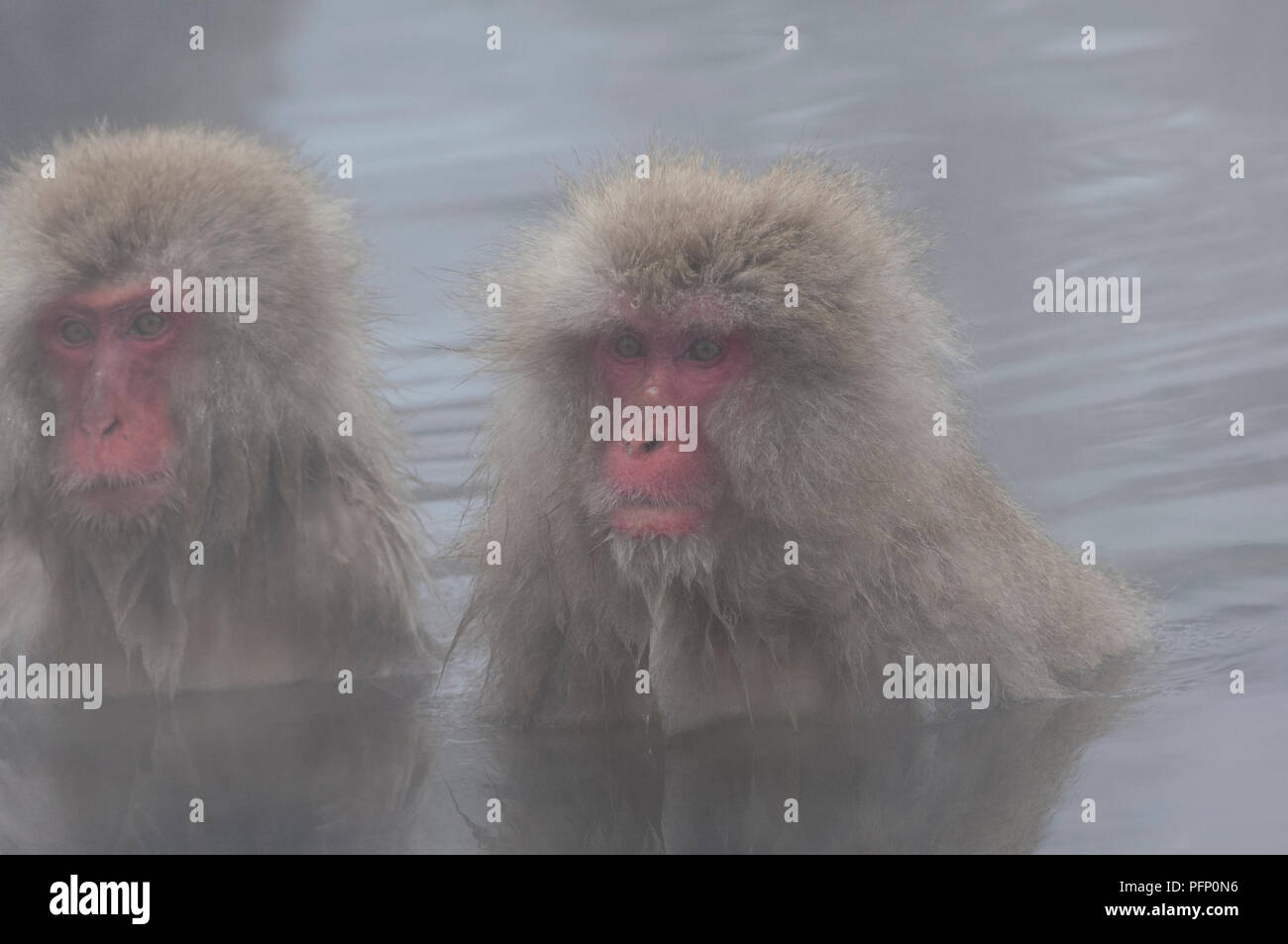 Japanese macaque or snow japanese monkey in water (Macaca fuscata ...