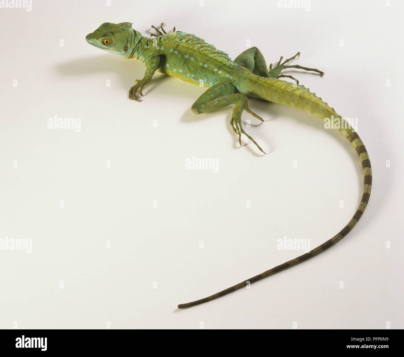 Plumed Basilisk (Basiliscus plumifrons), lizard with very long slender ...