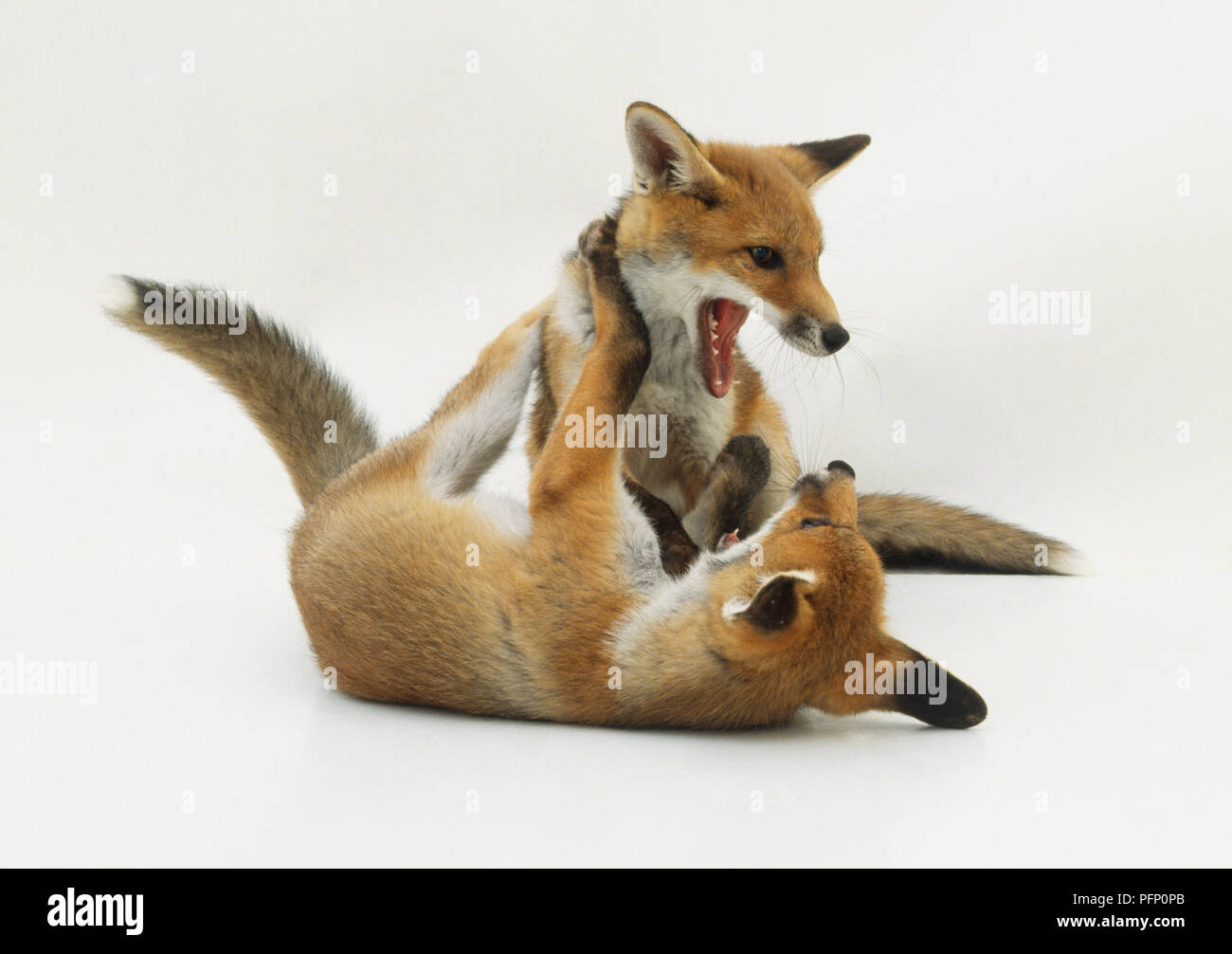 Two playing fox puppies hi-res stock photography and images - Alamy