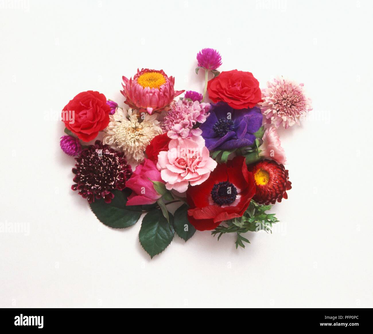 Large flower heads hi-res stock photography and images - Alamy