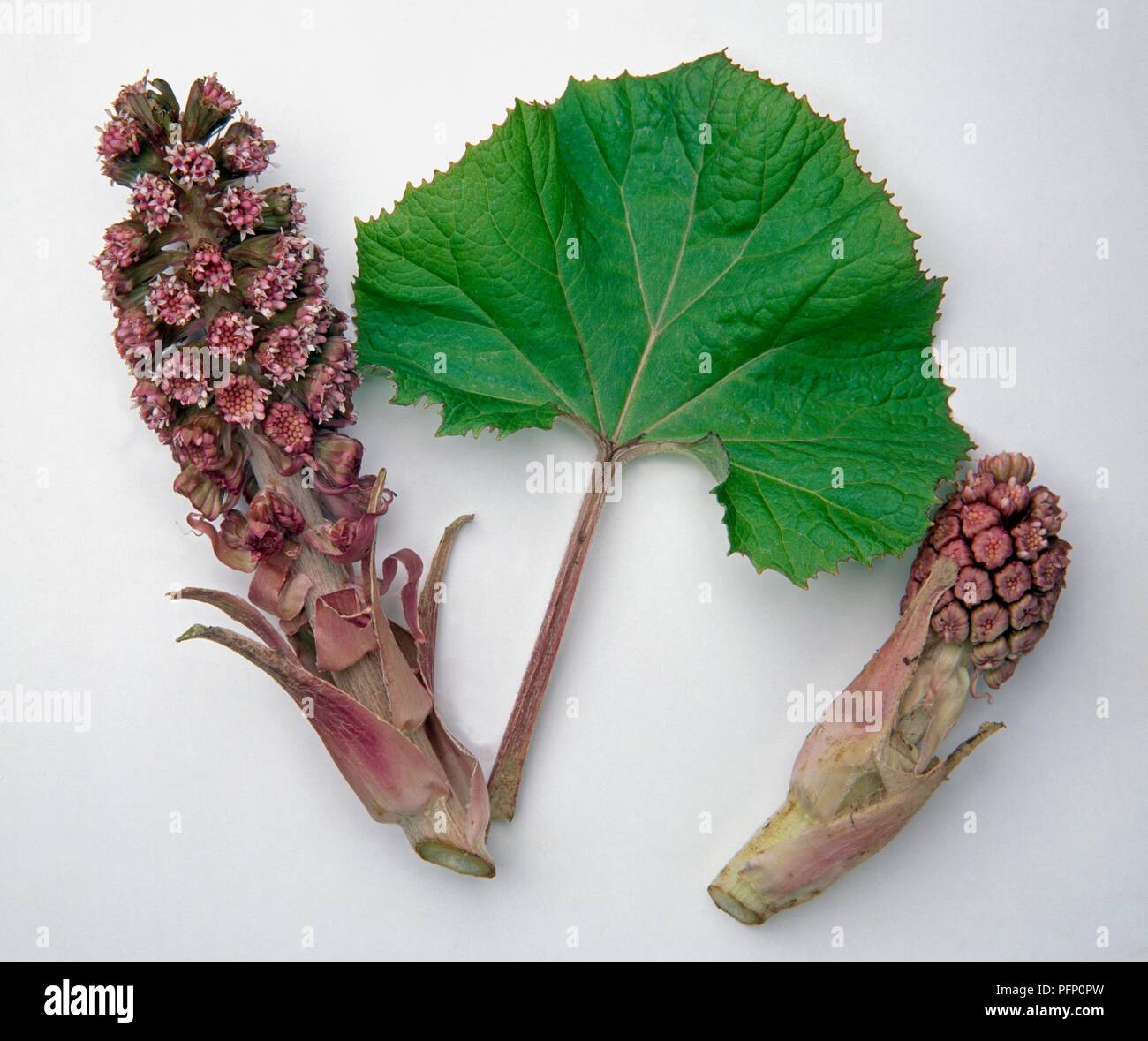 Horizontal racemes hi-res stock photography and images - Alamy