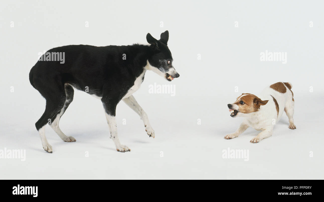 Two female dogs baring teeth at each other Stock Photo - Alamy