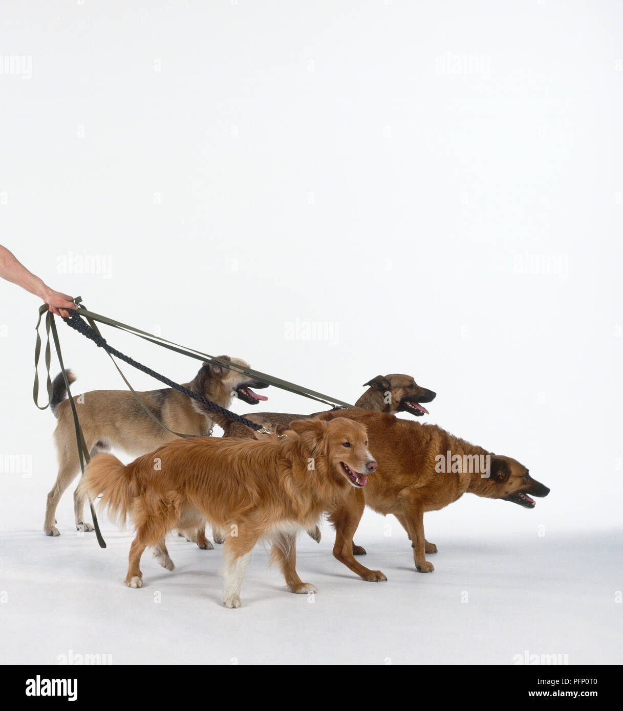 Four dogs hi-res stock photography and images - Alamy